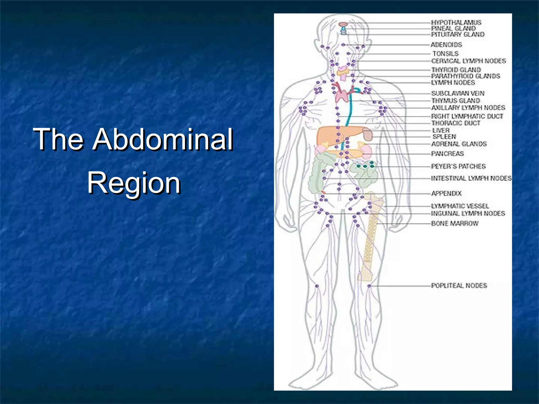 Abdominal anatomy | PPT
