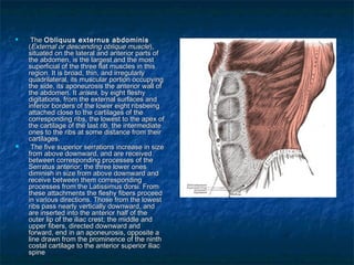 Abdominal anatomy | PPT