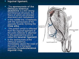 Abdominal anatomy | PPT