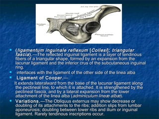 Abdominal anatomy | PPT