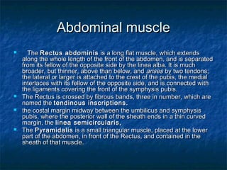 Abdominal anatomy | PPT