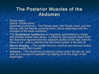 Abdominal anatomy | PPT