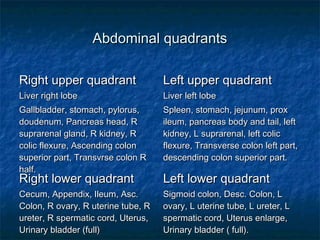 Abdominal anatomy | PPT