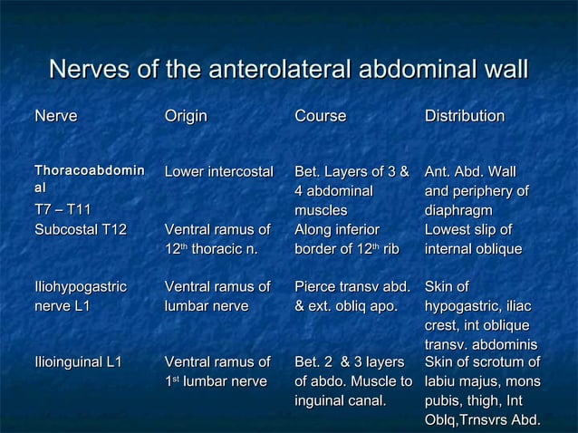 Abdominal anatomy | PPT