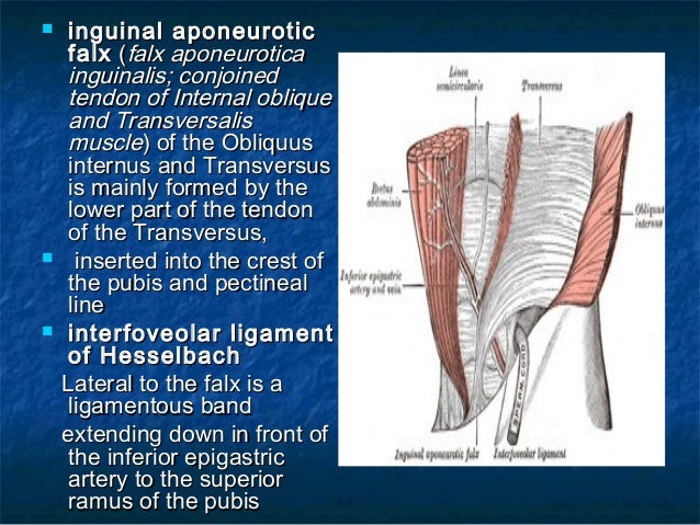 Abdominal anatomy