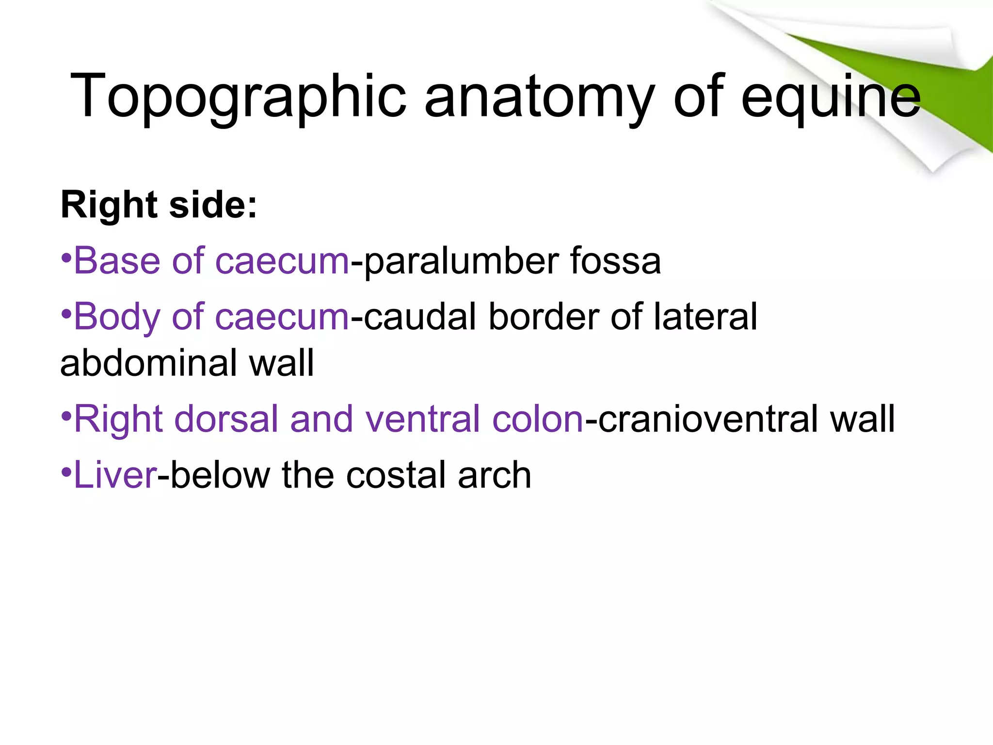 Abdominal anatomy | PPT