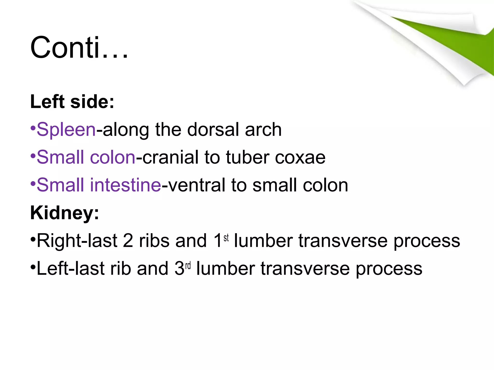 Abdominal anatomy | PPT