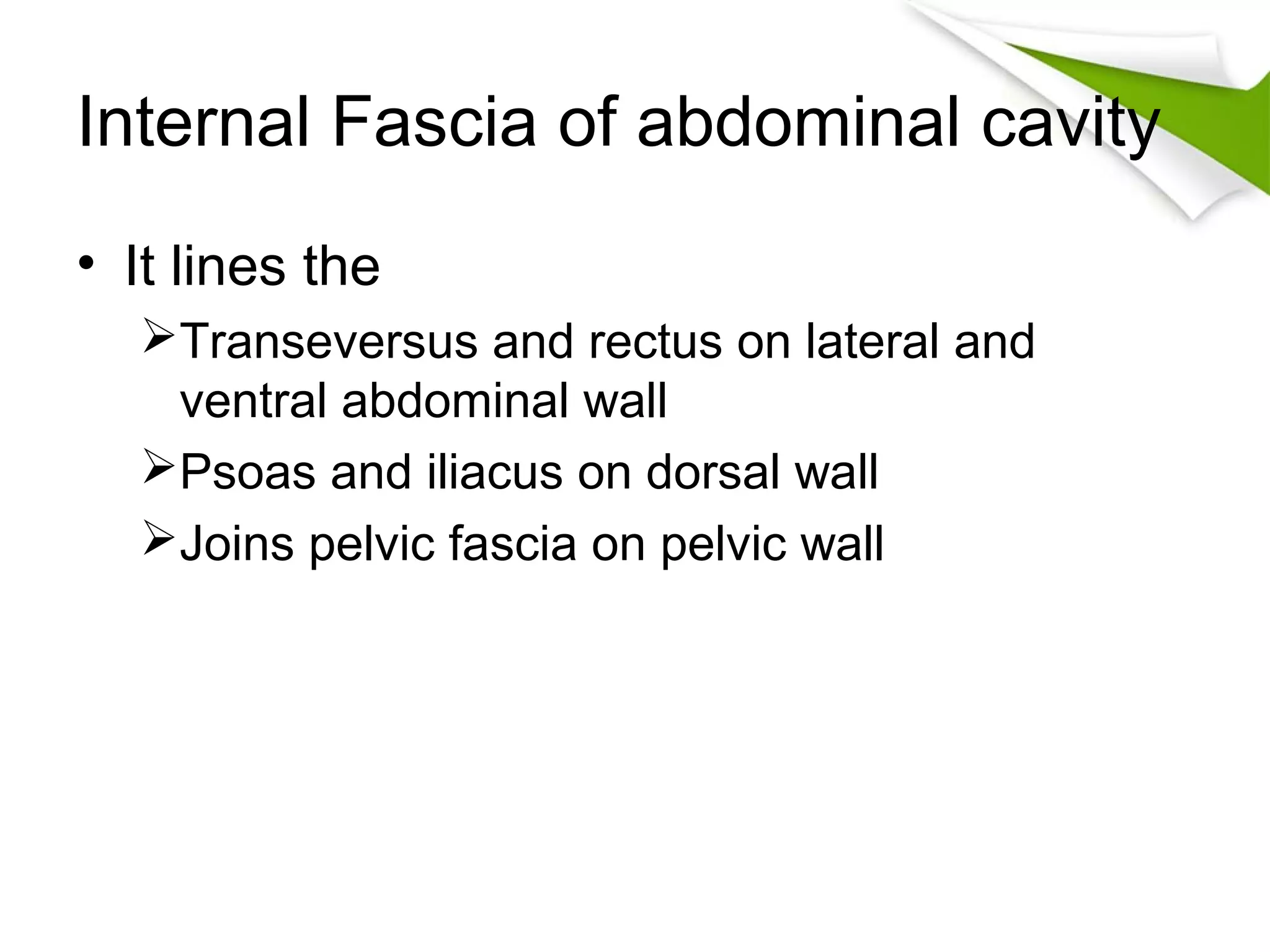 Abdominal anatomy | PPT