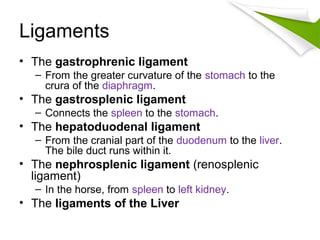 Abdominal anatomy | PPT