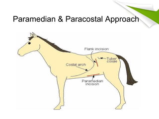 Abdominal anatomy | PPT