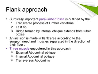 Abdominal anatomy | PPT