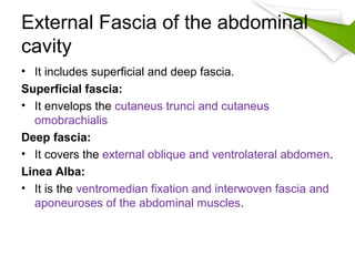 Abdominal anatomy | PPT
