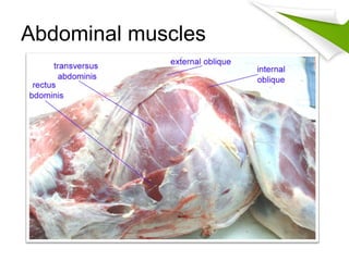 Abdominal anatomy | PPT