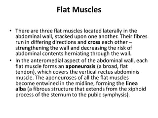 Abdominal anatomy and ingnal wall liner apba | PDF