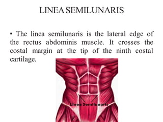 Abdominal anatomy and ingnal wall liner apba | PDF