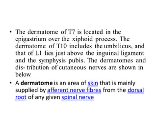 Abdominal anatomy and ingnal wall liner apba | PDF
