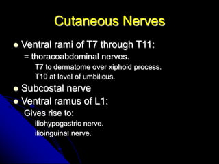 abdominal anterior wall-27.ppt