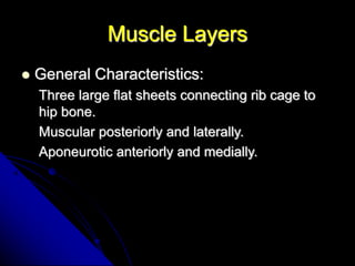 abdominal anterior wall-27.ppt
