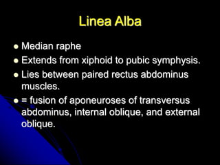 abdominal anterior wall-27.ppt