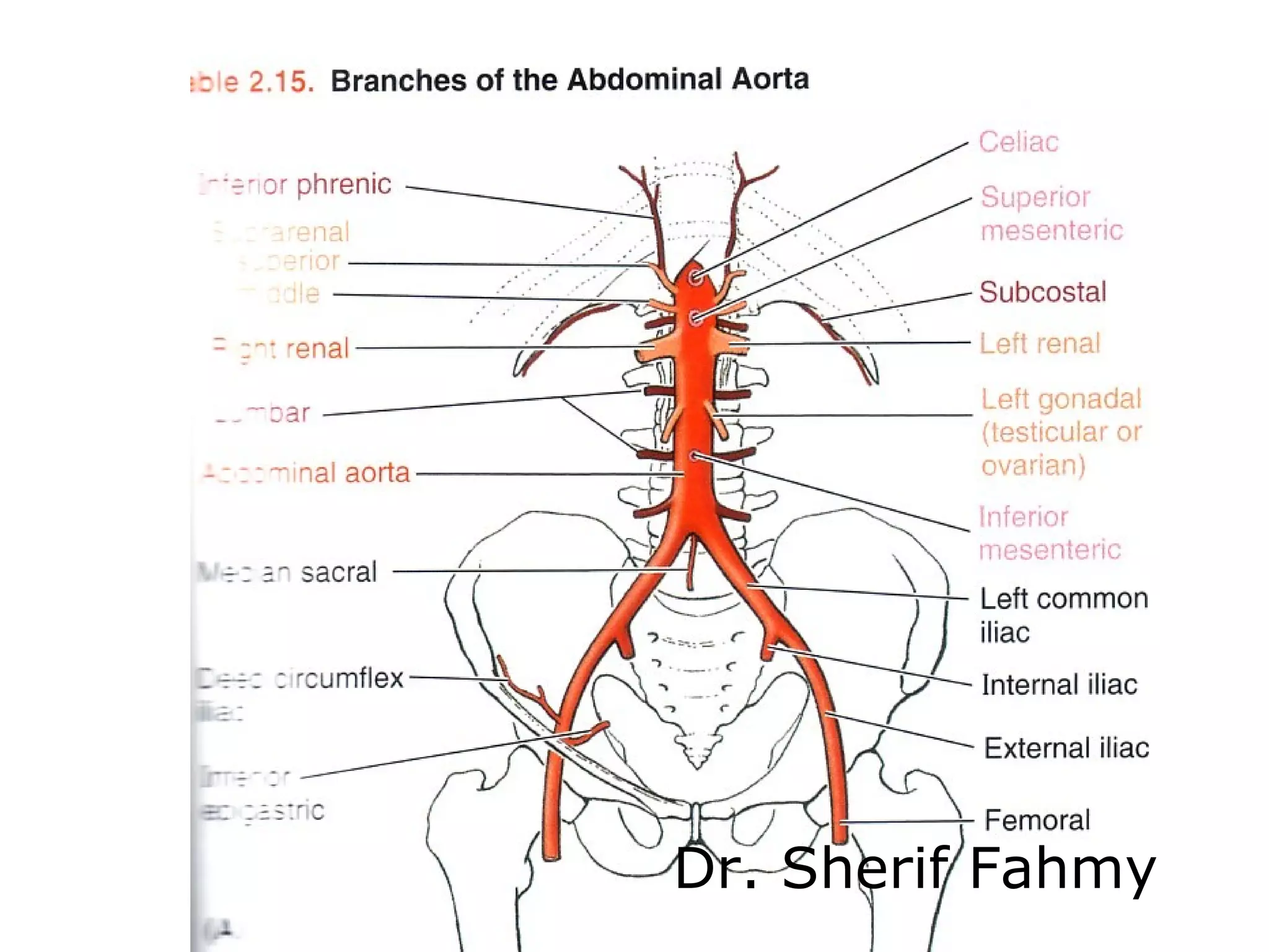Abdominal Aorta (Anatomy of the Abdomen) | PPS