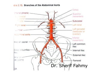 Abdominal Aorta Diagram