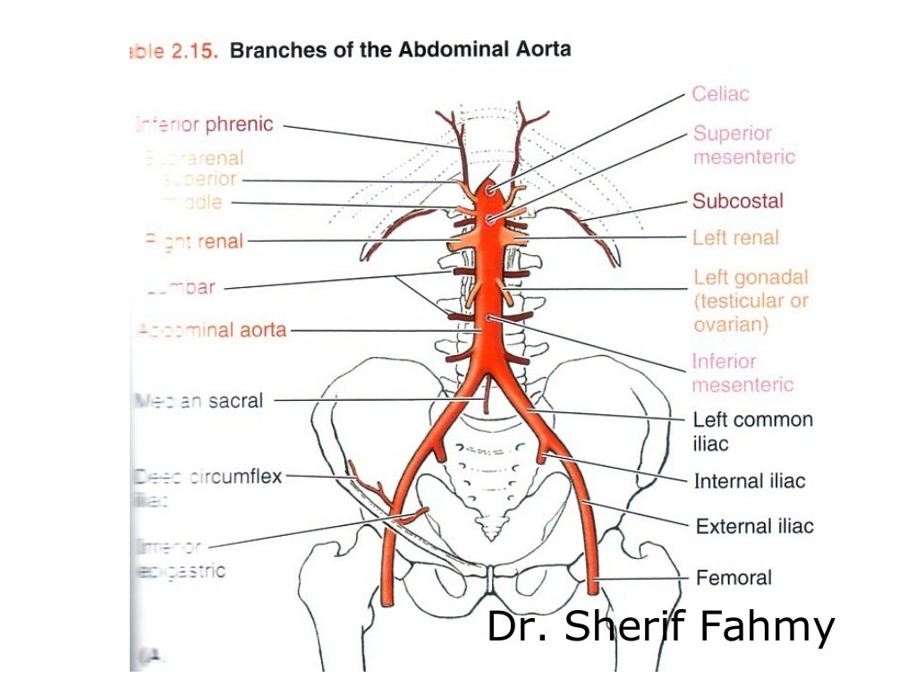 Abdominal Aorta (Anatomy of the Abdomen)