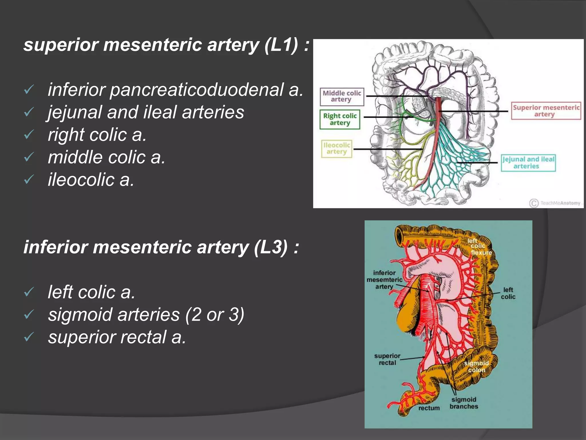 Abdominal aorta.pptx