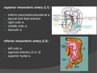 Abdominal aorta.pptx