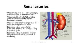 Anatomy of Abdominal Aorta in human.pptx