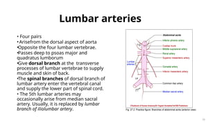 Anatomy of Abdominal Aorta in human.pptx