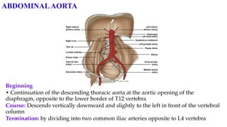 Anatomy of Abdominal Aorta in human.pptx