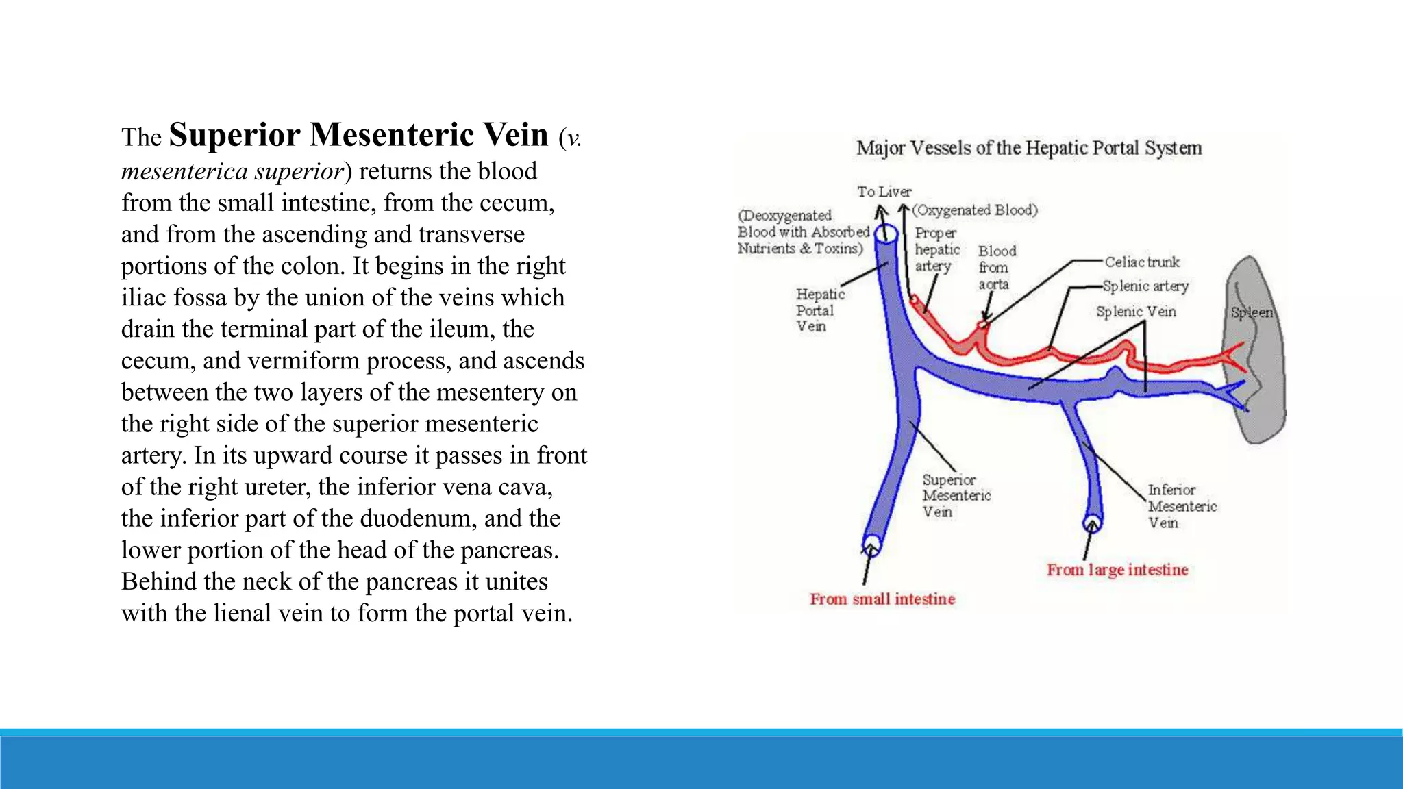 Abdominal aorta, its topography,.pptx