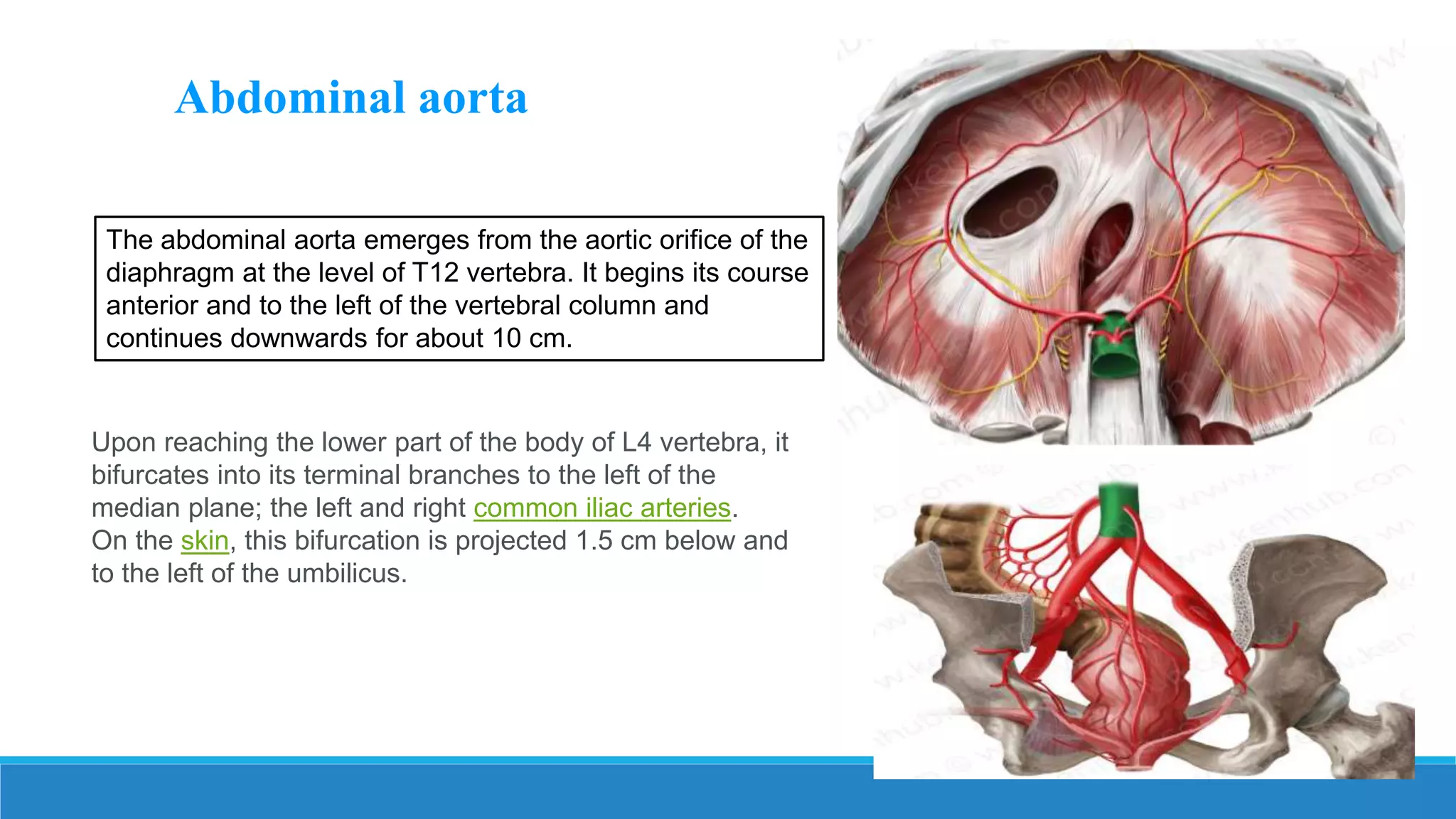 Abdominal aorta, its topography,.pptx