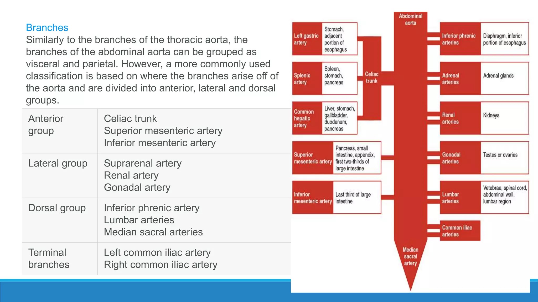 Abdominal aorta, its topography,.pptx