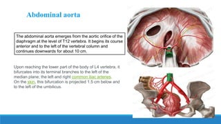 Abdominal aorta, its topography,.pptx