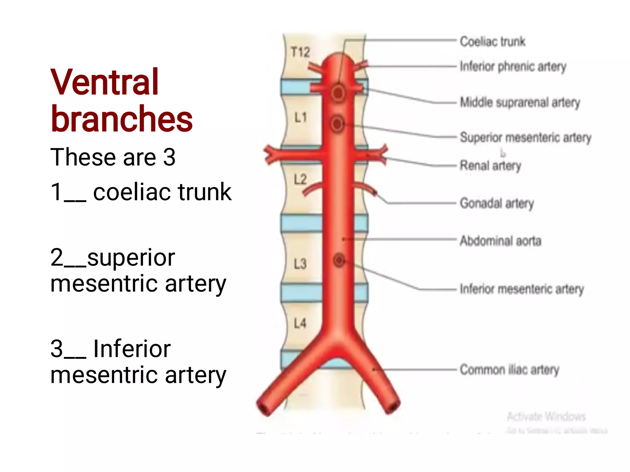 abdominal aortaWPS Office.pdf