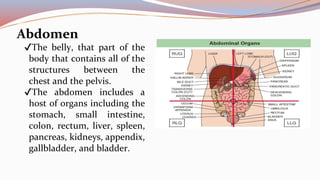 Abdominal Assessment.pptx