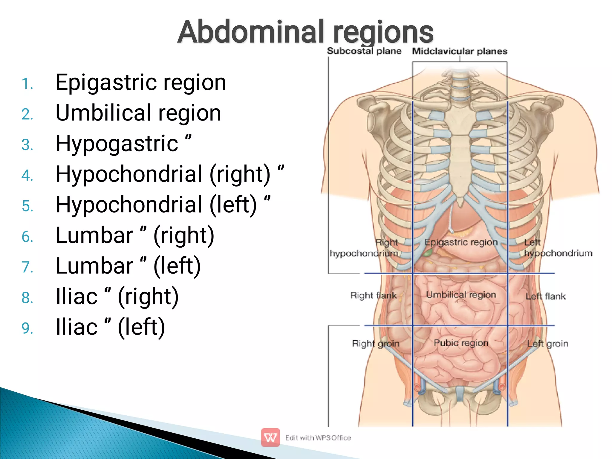 abdominal cavity and Accessory.pdf