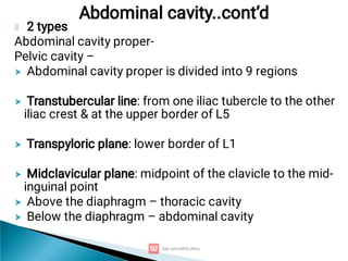 abdominal cavity and Accessory.pdf