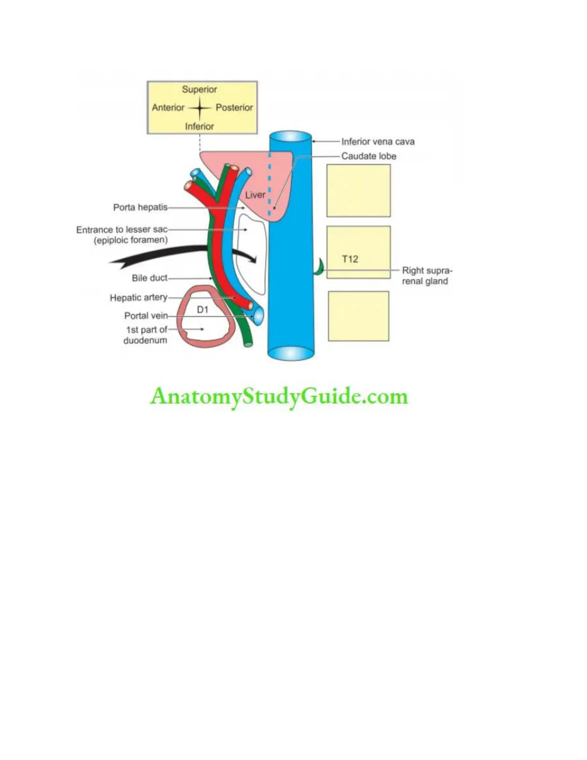 Abdominal Cavity And Peritoneum Questions And Answers Pdf