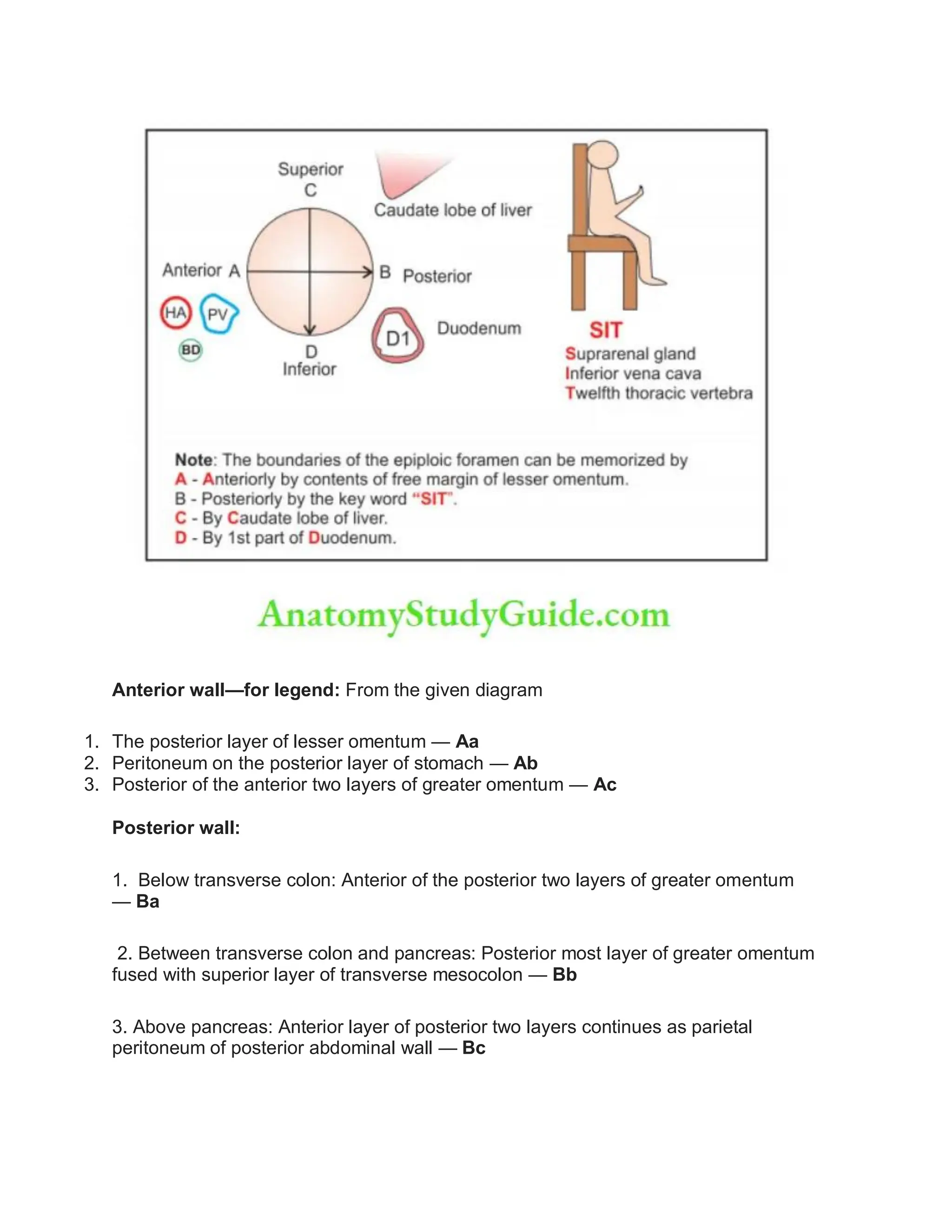 Abdominal Cavity And Peritoneum Questions And Answers | PDF