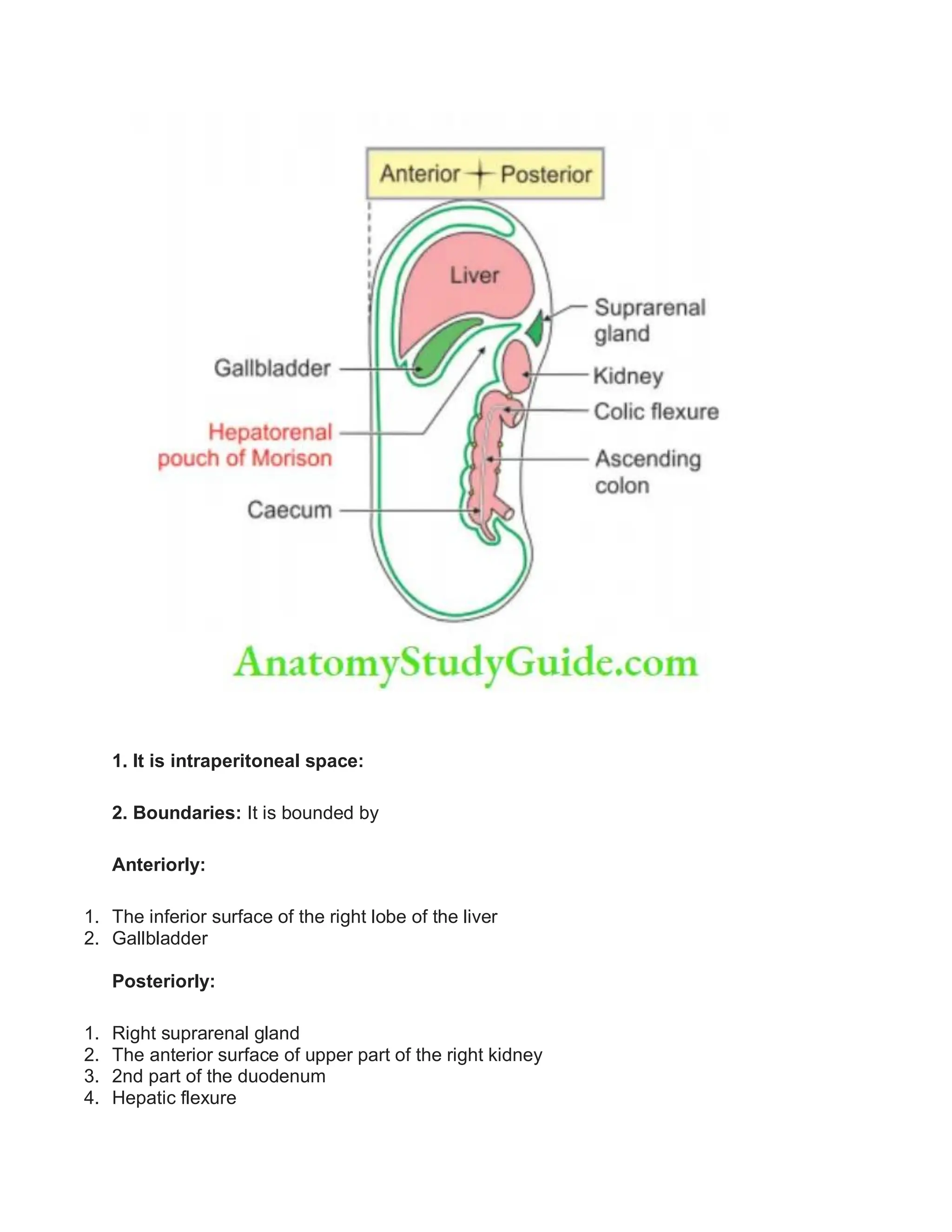 Abdominal Cavity And Peritoneum Questions And Answers | PDF