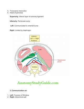 Abdominal Cavity And Peritoneum Questions And Answers | PDF