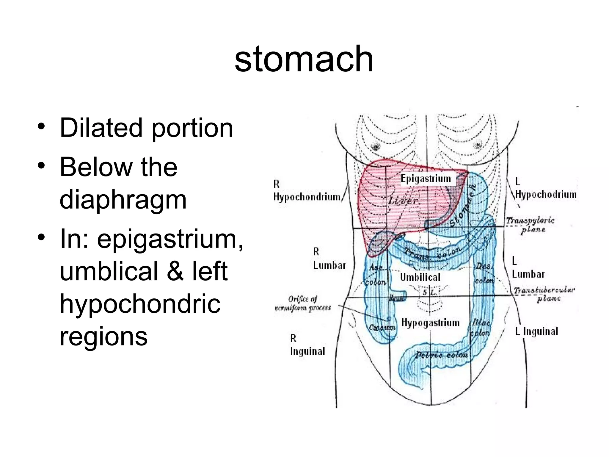 Abdominal cavity for dentistry 3 | PPT