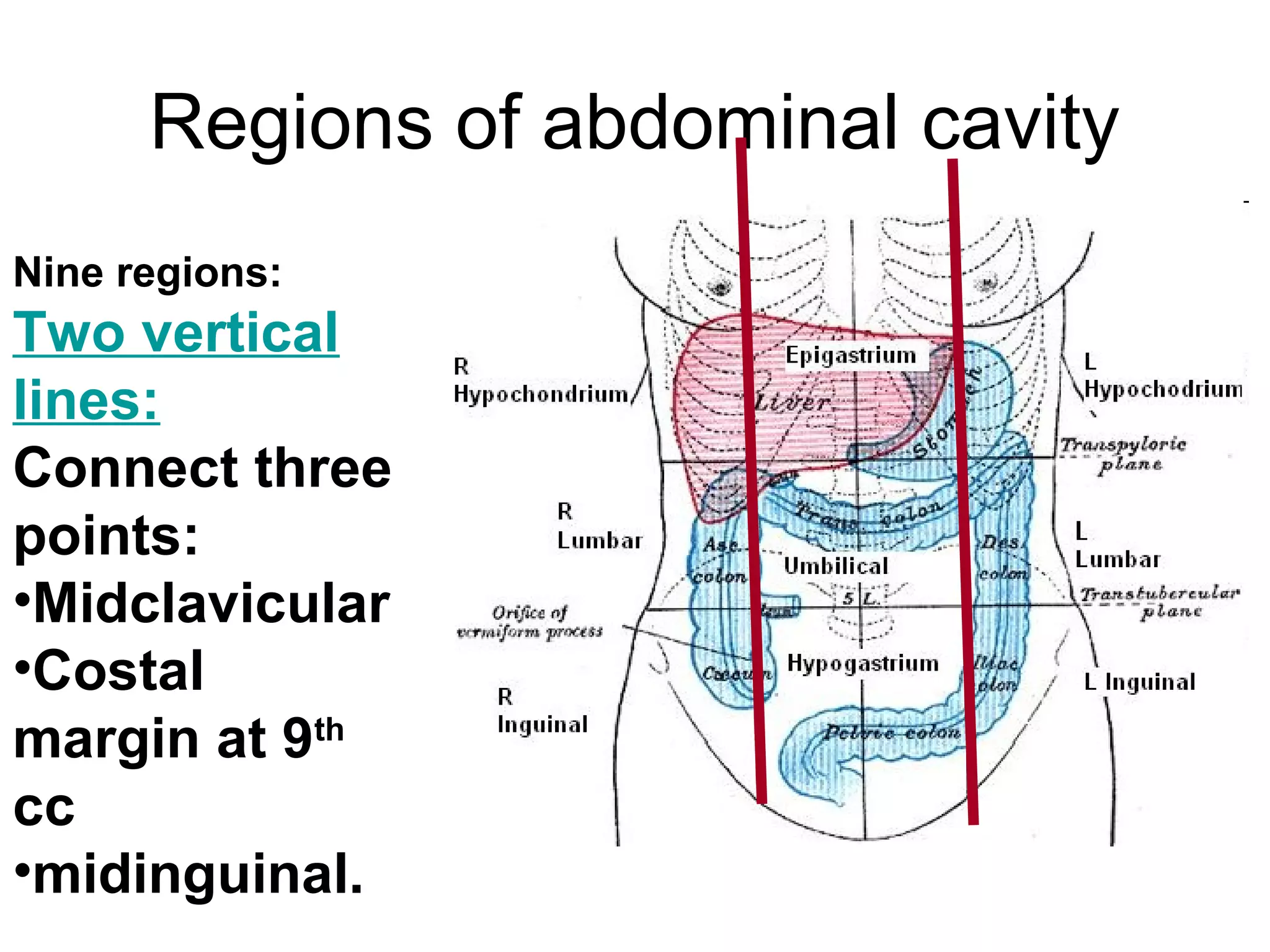 Abdominal cavity for dentistry 3 | PPT