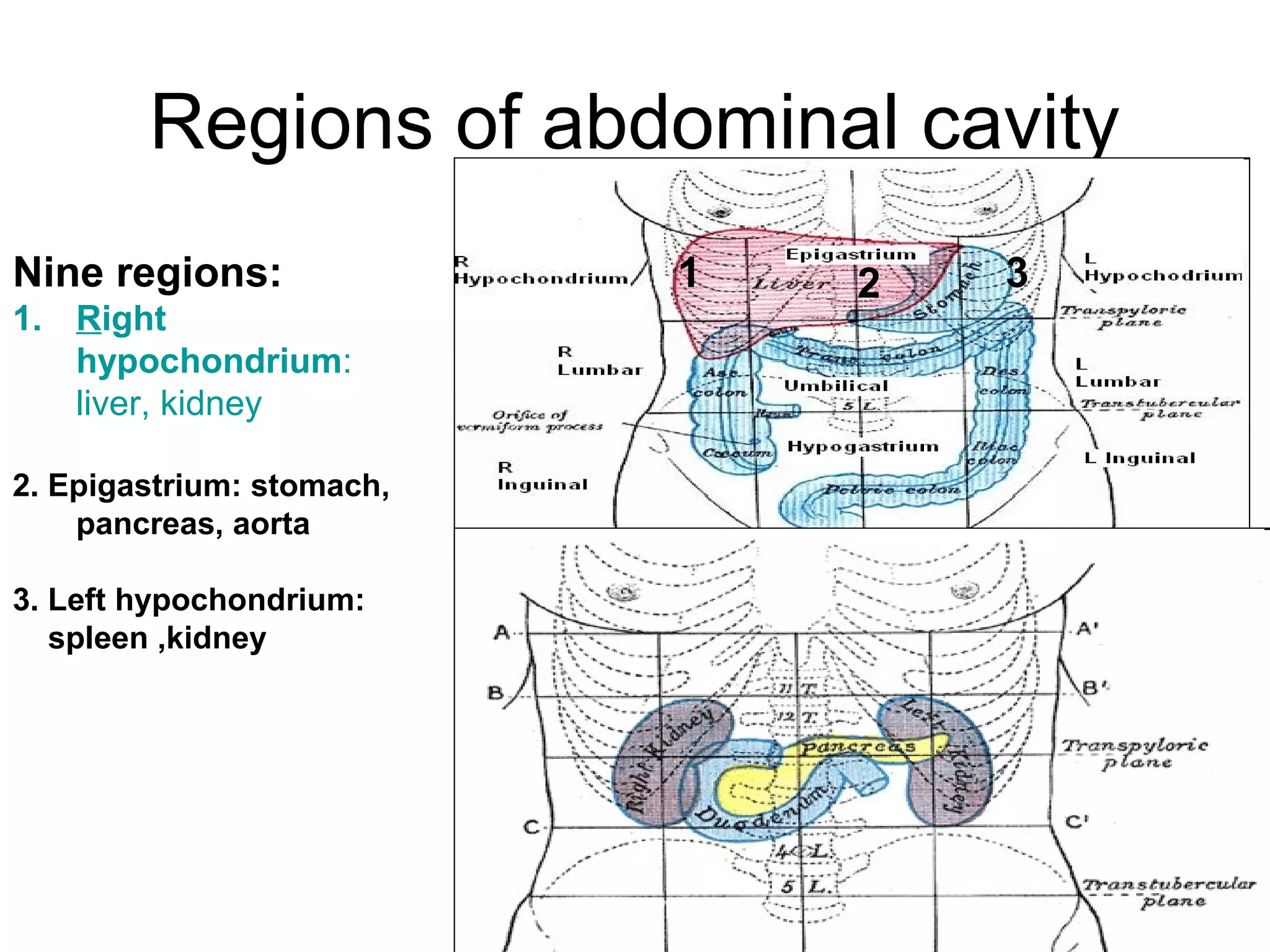 Abdominal cavity for dentistry 3 | PPT