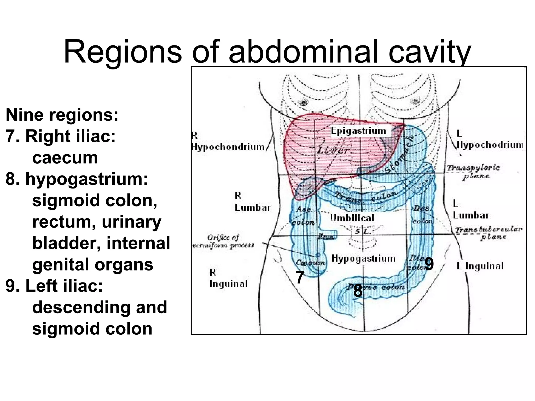 Abdominal cavity for dentistry 3 | PPT