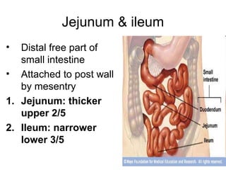 Abdominal cavity for dentistry 3 | PPT | Ear, Nose and Throat ...