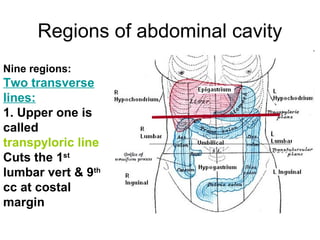 Abdominal cavity for dentistry 3 | PPT | Ear, Nose and Throat ...