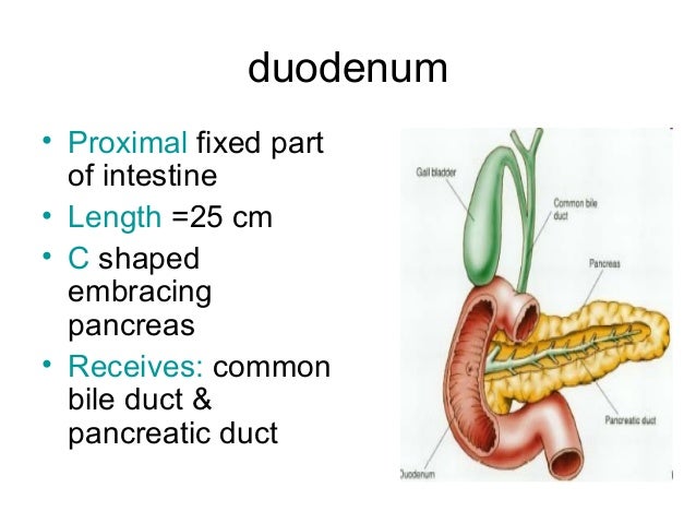 Abdominal cavity for dentistry 3